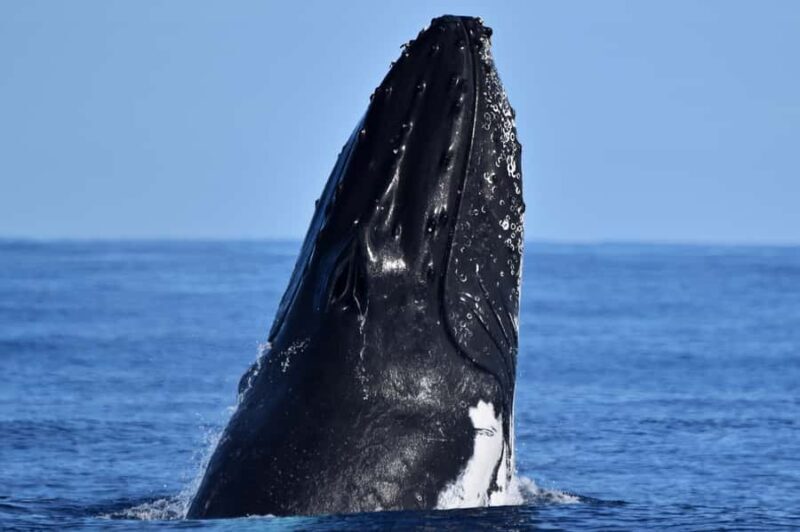 From Fremantle: 2-Hour Luxury Whale-Watching Cruise - A Deep Dive into the Whale-Watching Experience