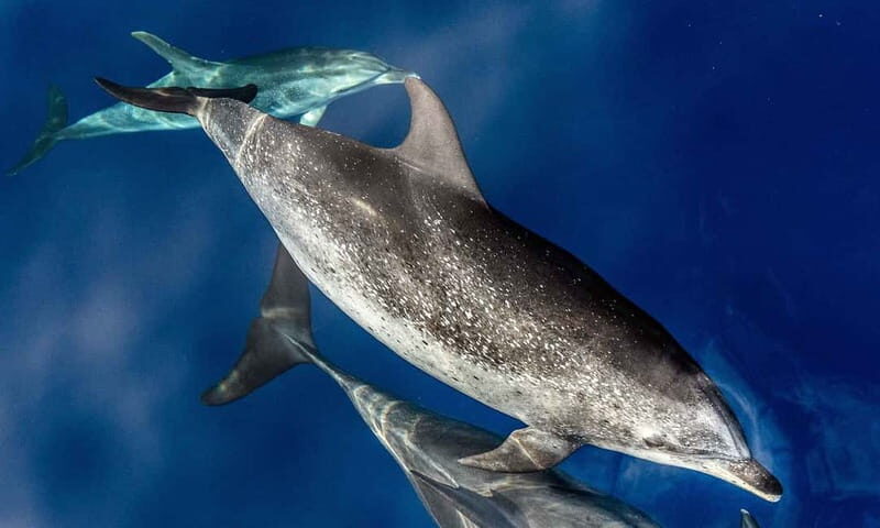 From Funchal: Ecological Catamaran Dolphin Whale Watching - An In-Depth Look at the Experience