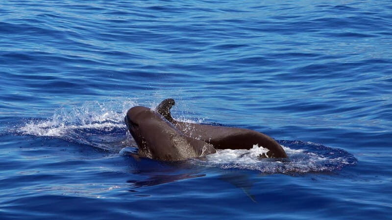 From Funchal: Ecological Catamaran Dolphin Whale Watching - Who Will Love This Tour?