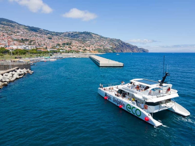 From Funchal: Ecological Catamaran Dolphin Whale Watching - Final Thoughts