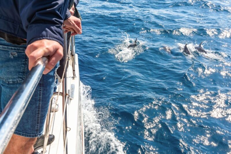 From Funchal: Madeira Dolphin and Whale Watching Tour - A Closer Look at the Madeira Dolphin and Whale Watching Tour