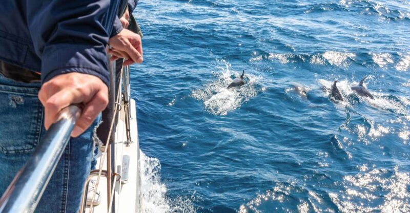 From Funchal: Madeira Dolphin and Whale Watching Tour - Final Thoughts