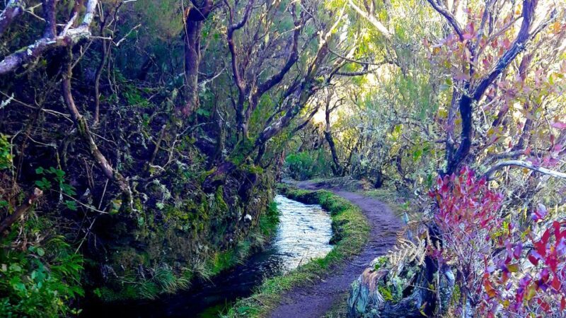 From Funchal: Madeira Lakes Levada Guided Hike - What the Hike Looks Like: A Step-by-Step Breakdown