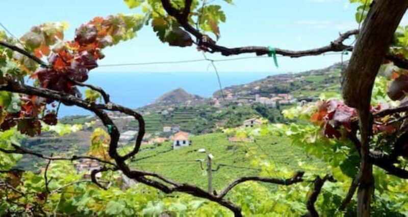 From Funchal: Madeira Wine Tour, Cable Car & Typical Lunch - Why This Tour Works