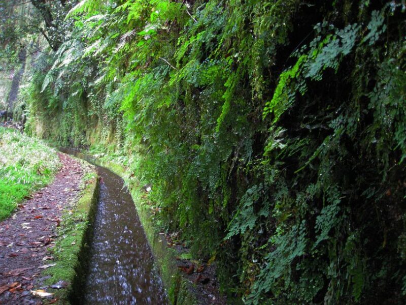 From Funchal: São Jorge Valleys Levada Walk - Authentic Experiences and Real Feedback