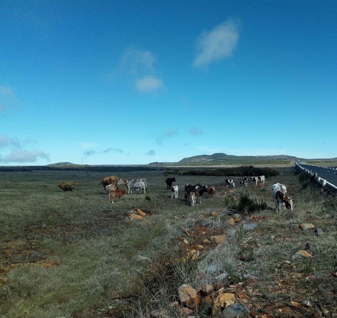 From Funchal: West Madeira and Laurel Forest Day Trip - FAQs