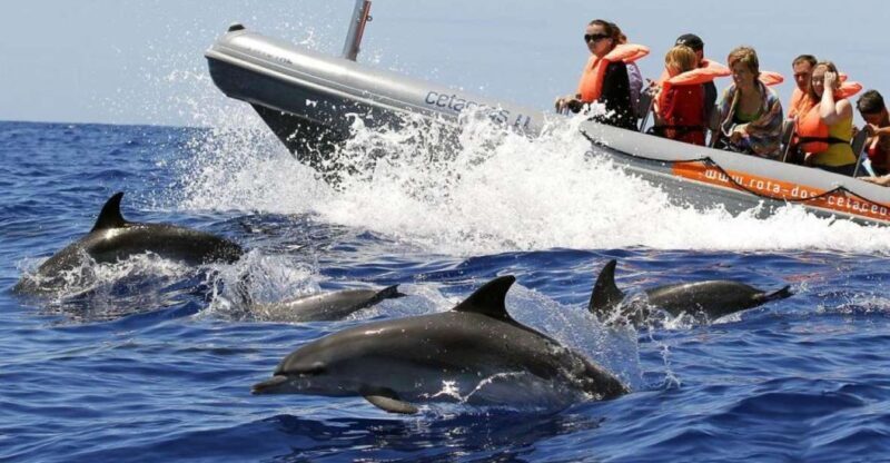 From Funchal: Whale and Dolphin Watching - Who Will Love This Tour?