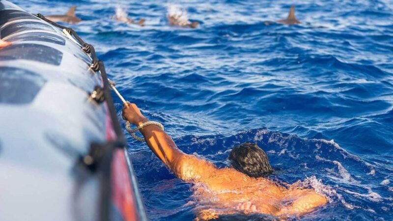 From Funchal: Whale and Dolphin Watching - Final Thoughts: Is It Worth It?