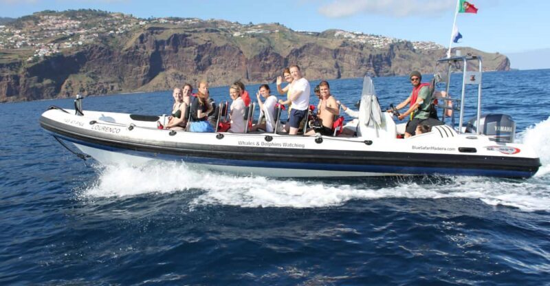 From Funchal: Whales and Dolphin Adventure Tour - The Itinerary Breakdown