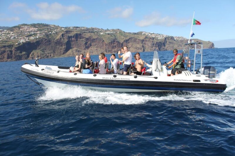 From Funchal: Whales and Dolphin Adventure Tour - Marine Life Encounters: What to Expect