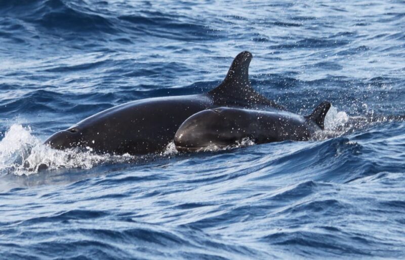 From Funchal: Whales and Dolphin Adventure Tour - The Cost and Value
