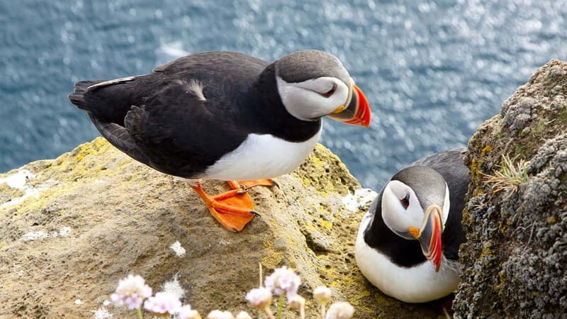 From Galway: Cliffs of Moher and The Burren Full Day Tour - The Sum Up