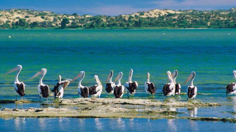 From Goolwa: Half-Day Coorong Experience - Who Should Book This Tour?