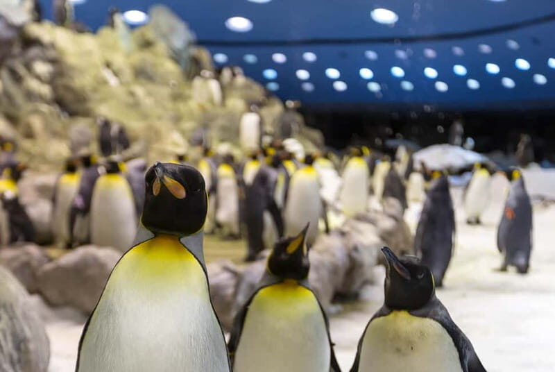 From Gran Canaria: Day Trip to Loro Parque Tenerife - The Value of the Experience