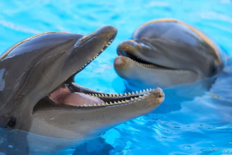 From Gran Canaria: Day Trip to Loro Parque Tenerife - FAQs