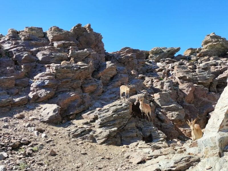 From Granada: Sierra Nevada Guided Day Trip - Practical Tips for the Day