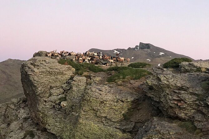 From Granada: Sierra Nevada Safari tour up to 2500 meters high - Key Points