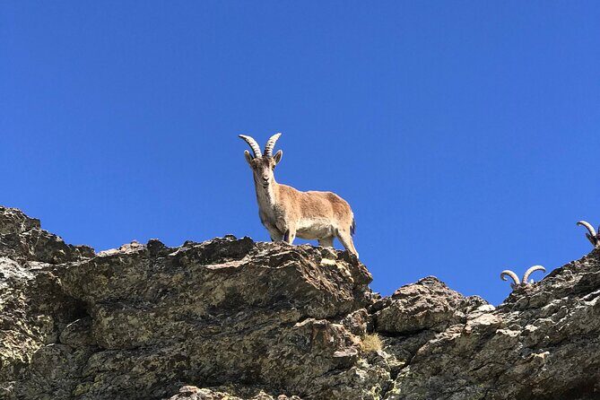 From Granada: Sierra Nevada Safari tour up to 2500 meters high - Is This Tour Worth the Price?