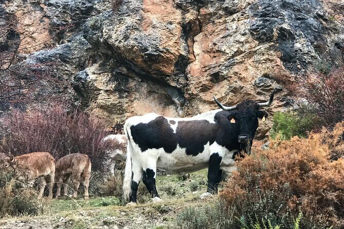 From Granada: Sierra Nevada Safari tour up to 2500 meters high - Frequently Asked Questions