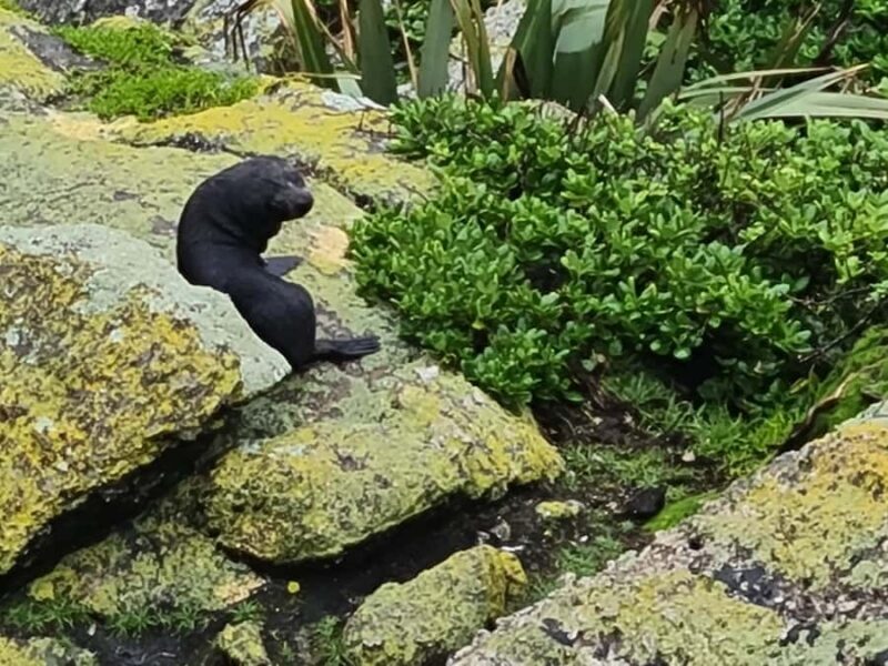 From Greymouth: Highlights West Coast Day Tour - FAQ