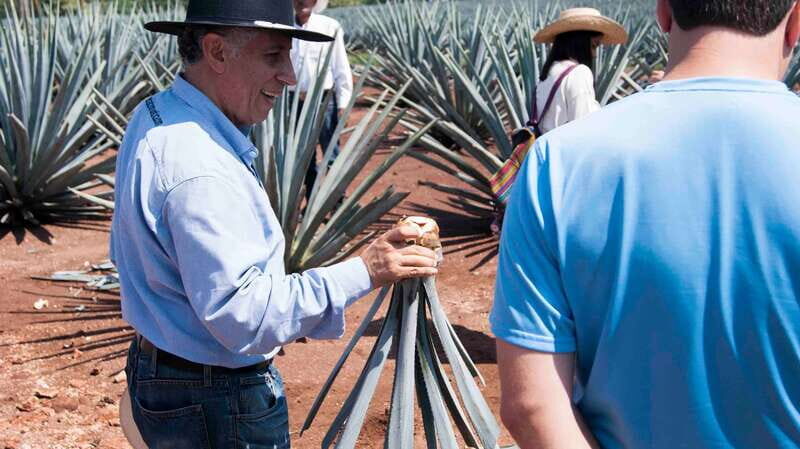 From Guadalajara: Pyramids & Jose Cuervo Tequila Tour - Authentic Experiences and Insights