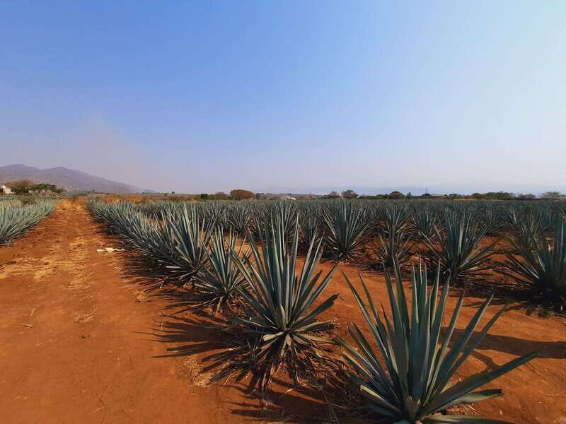 From Guadalajara: Pyramids & Jose Cuervo Tequila Tour - Final Thoughts: Who Will Love This Tour?