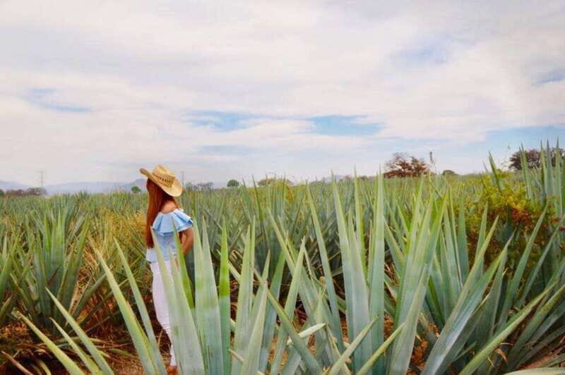From Guadalajara: Tequila Town and Cantarito Making Tour - Experience Quality and Value
