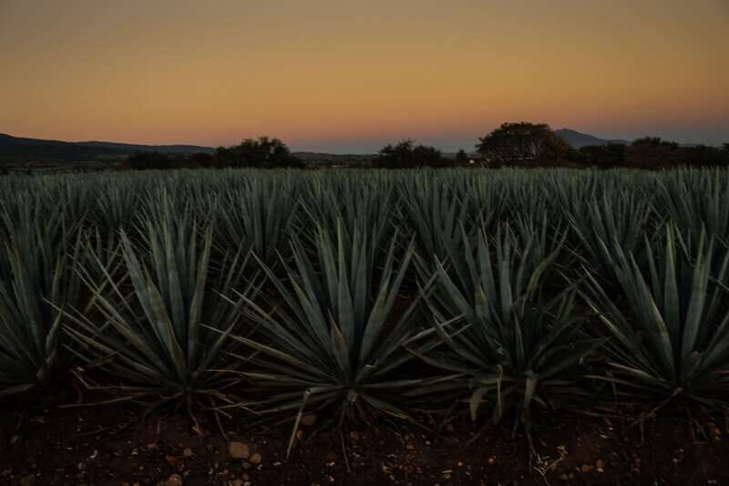 From Guadalajara: Town of Tequila & Jose Cuervo Factory Tour - The Sum Up