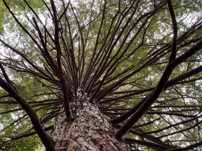 From Hamilton - WAI-O-TAPU, Redwood & Blue Springs Day Tour - The Itinerary Breakdown: What You Can Expect