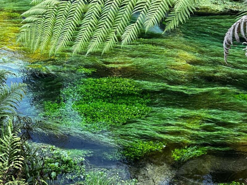 From Hamilton - WAI-O-TAPU, Redwood & Blue Springs Day Tour - FAQ