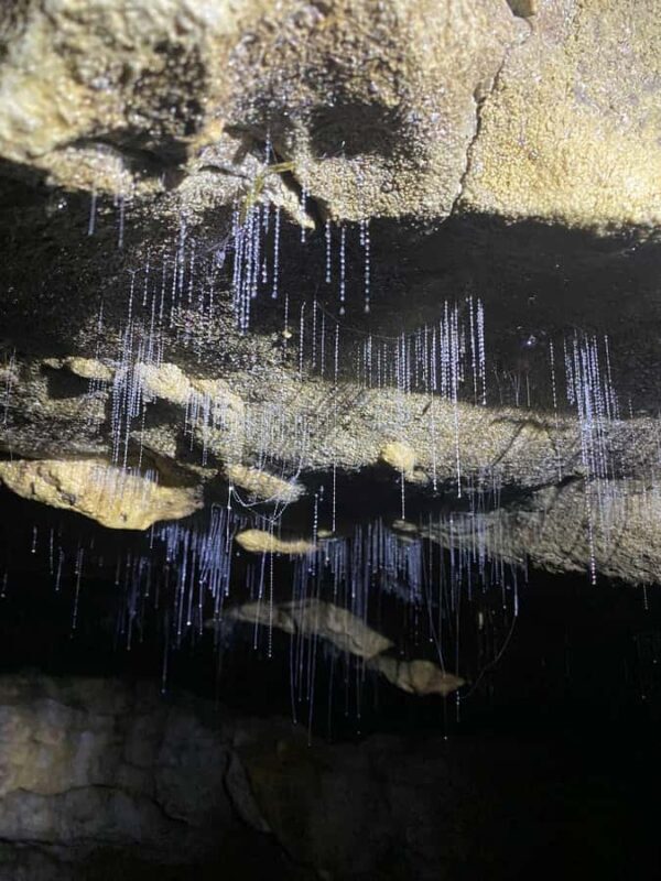 From Hamilton: Waitomo Glowworm Caves Explorer Small Group - FAQ