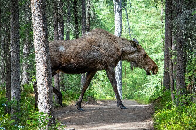From Helsinki: Moose Safari with Campfire Dinner - Key Points