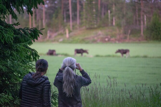 From Helsinki: Moose Safari with Campfire Dinner - An Inside Look at the Moose Safari Experience
