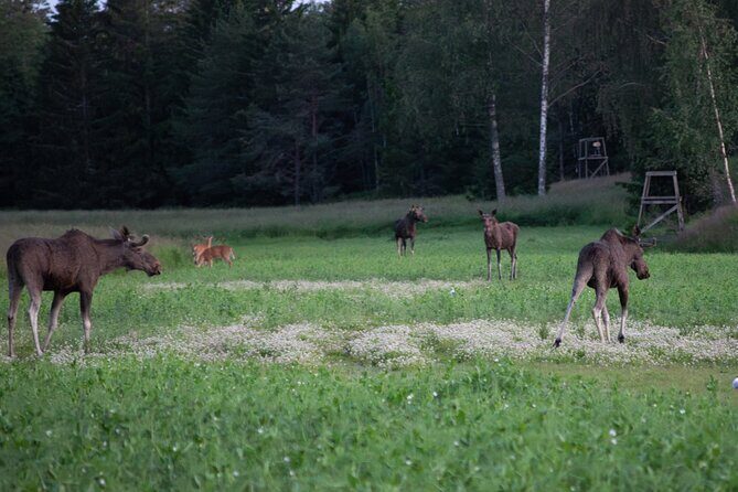 From Helsinki: Moose Safari with Campfire Dinner - FAQ