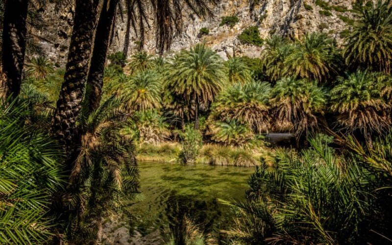 From Heraklion: Preveli Tropical Beach & Palm Forest Hike - Authentic Experiences from Reviews
