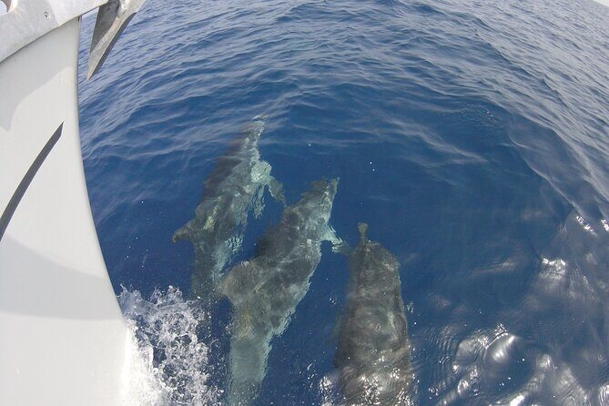 From Heraklion : Small Group 5,5 hours Sailing Trip to Dia Island - FAQ