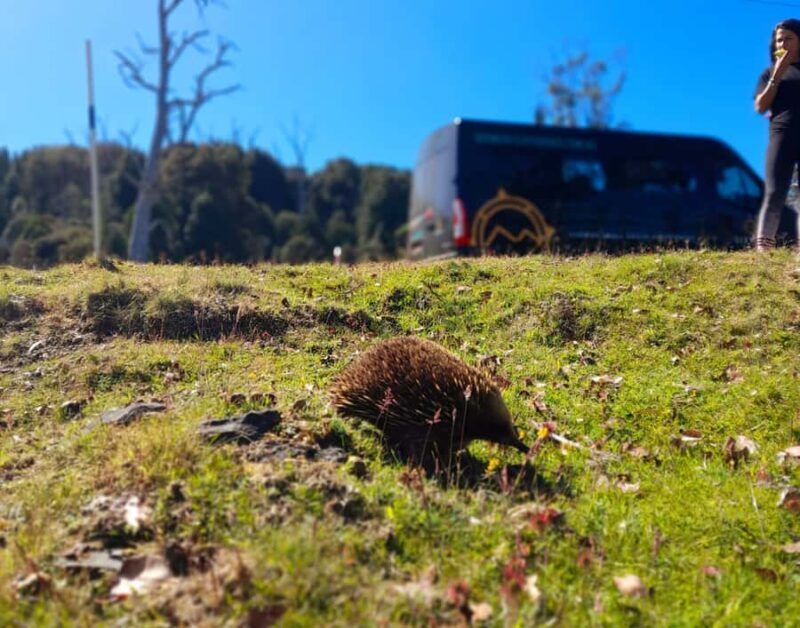 From Hobart: Active Day Trip to Cradle Mountain - The Value of the Tour