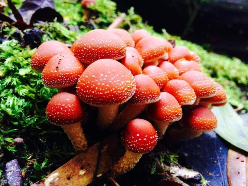 From Hobart: Mt. Field, Mt. Wellington and Wildlife Day Tour - Key Points