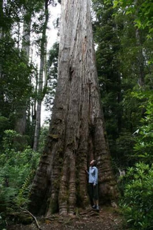 From Hobart: Mt. Field, Mt. Wellington and Wildlife Day Tour - Final Thoughts: Is This Tour for You?