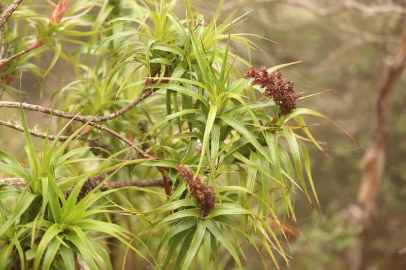 From Hobart: Mt Wellington Morning Walking Tour - The Sum Up