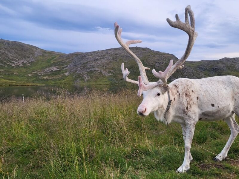From Honningsvåg: VIP North Cape and Kingcrab Tour - North Cape Experience & VIP Extras