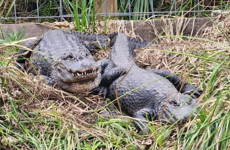 From Houston: Crocodile Encounter Entry Ticket - Key Points