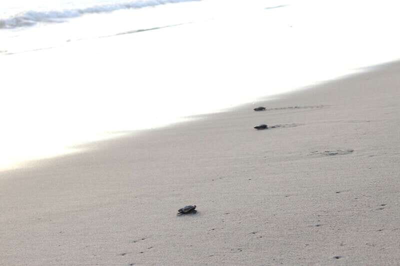 From Huatulco: Turtle Release & Bioluminescent Plankton - Who Will Love This Tour?  