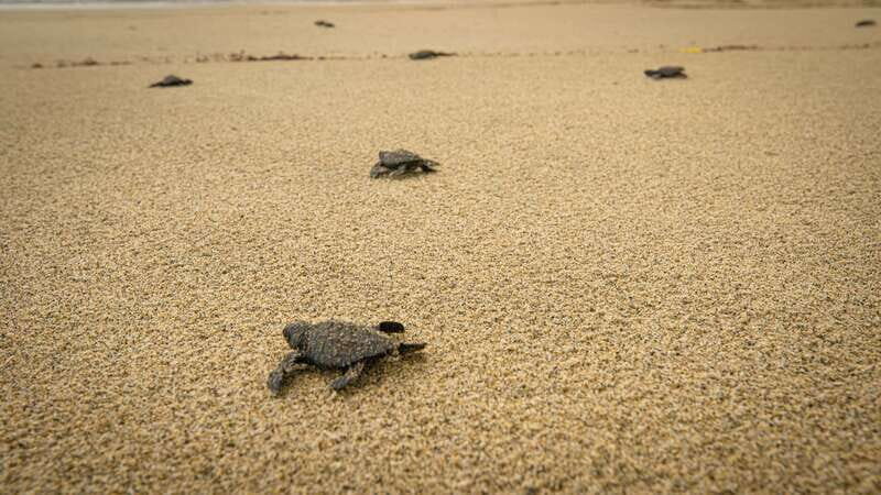 From Huatulco: Turtle Release & Bioluminescent Plankton - FAQ  