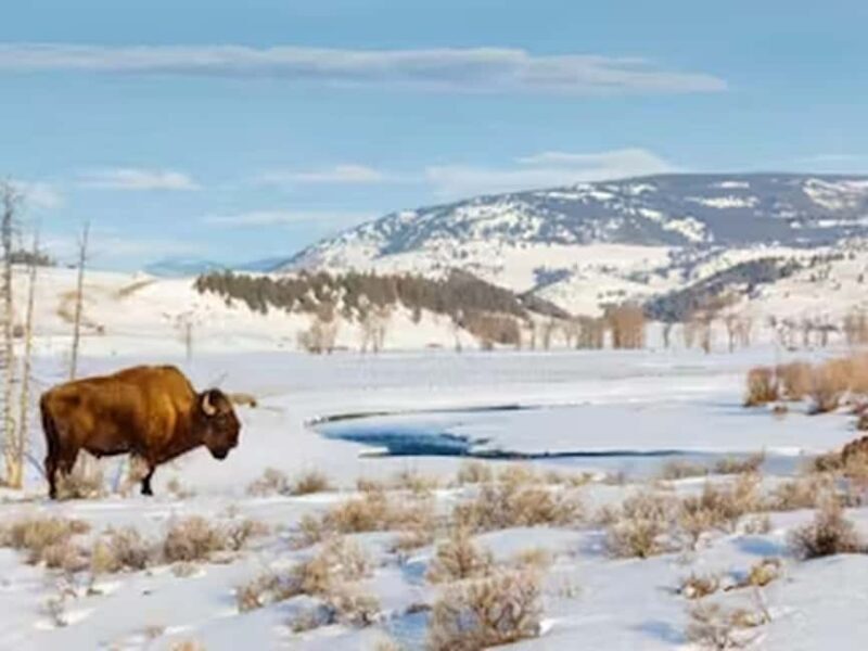 From Jackson: Yellowstone Grand Canyon Snowmobile Tour - The Itinerary & Experience