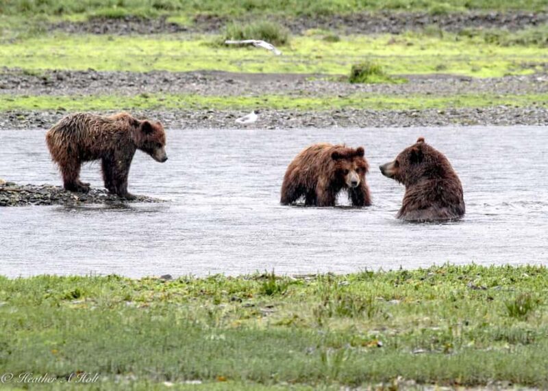 From Juneau: Pack Creek Bear Viewing Adventure - An In-Depth Look at the Tour