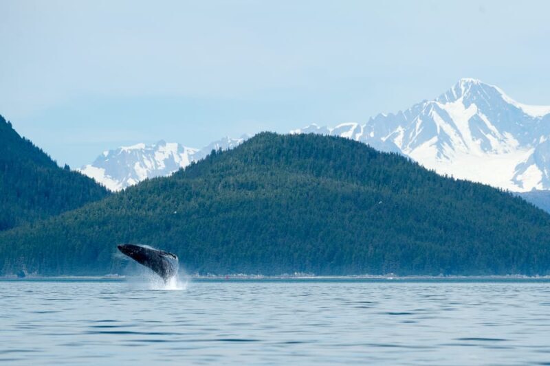 From Juneau: Whale Watching Cruise with Snacks - Key Points