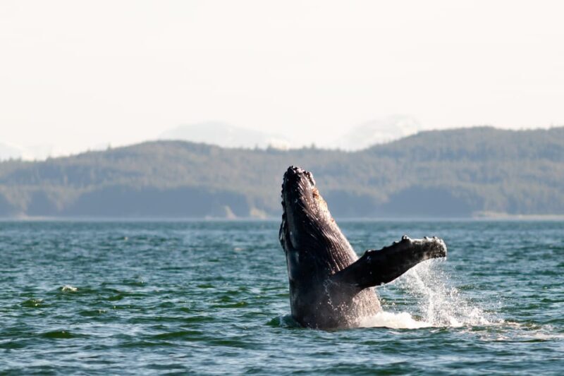 From Juneau: Whale Watching Cruise with Snacks - Authentic Reviews: What Travelers Say
