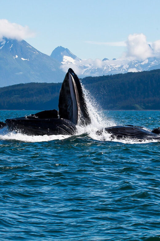 From Juneau: Whale Watching Cruise with Snacks - Final Thoughts: Is It Worth It?