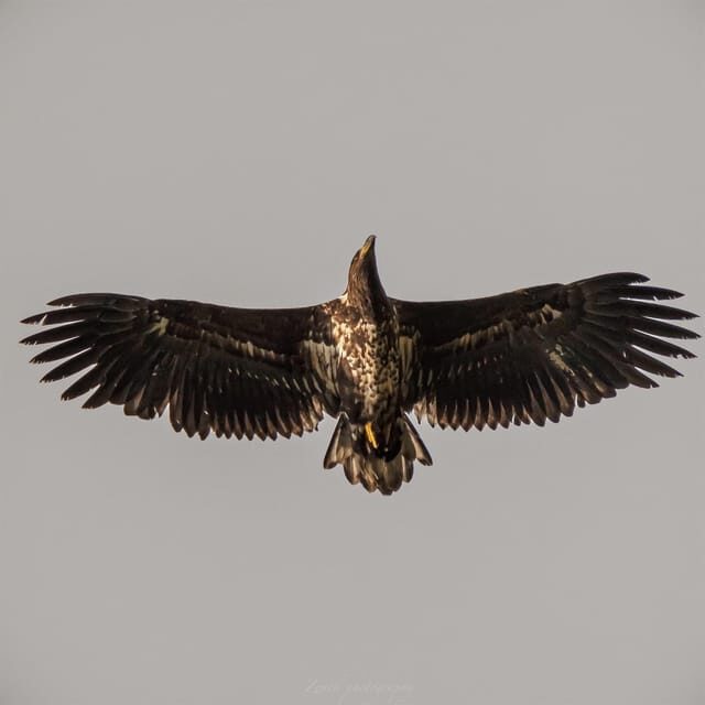 From Kiruna: Narvik City and Fjord Day Trip - Key Points